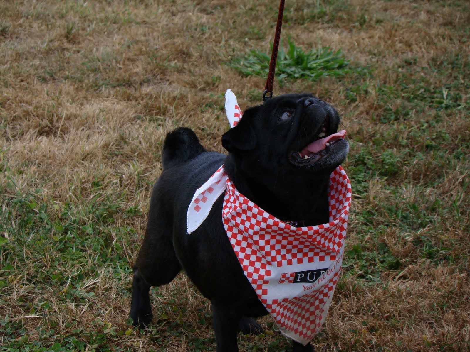 BODIE & MRS MAGOO: BARK IN THE PARK