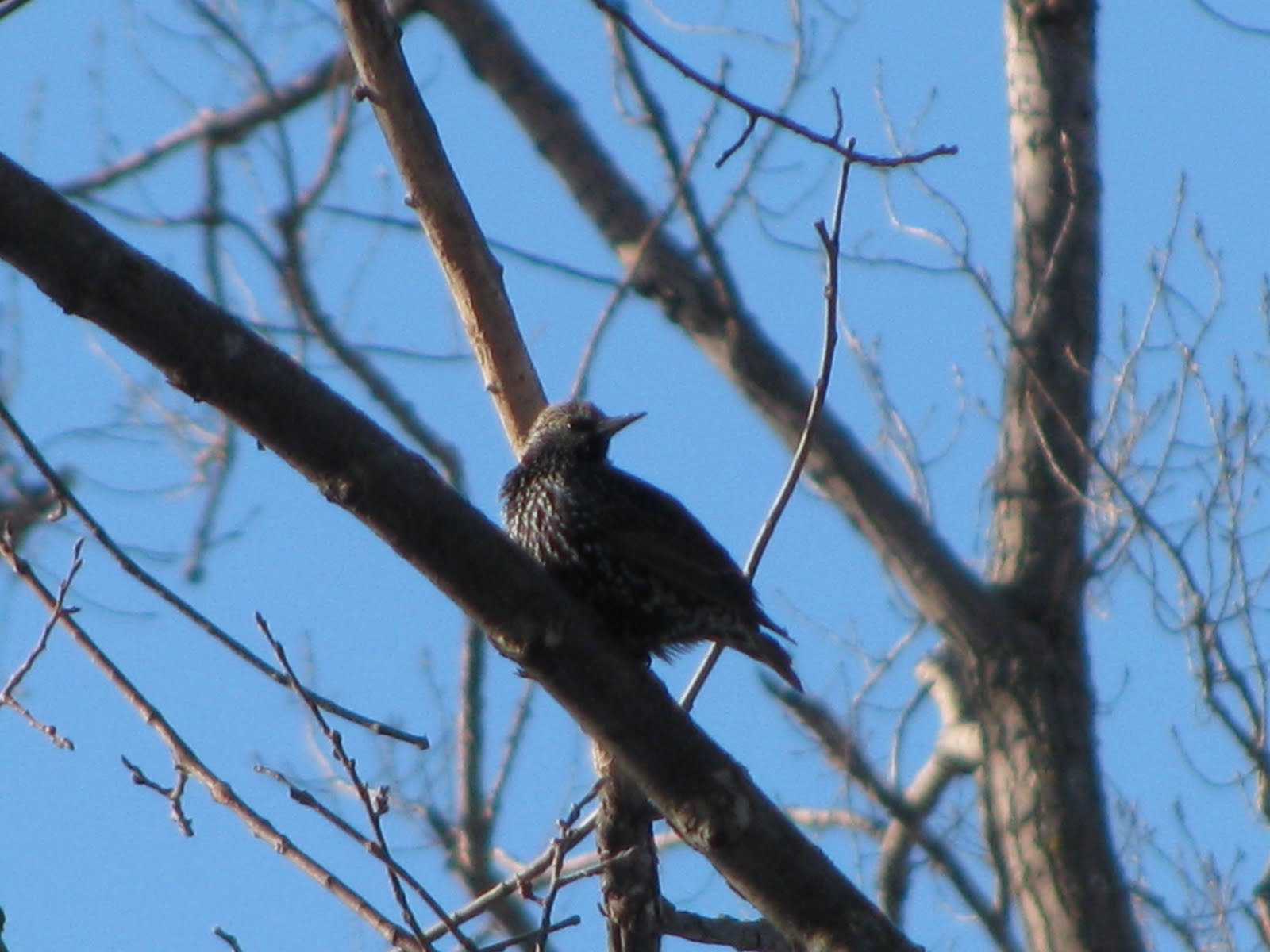 PALMER LAKE PARK NATURE BLOG •: Common Minnesota Birds