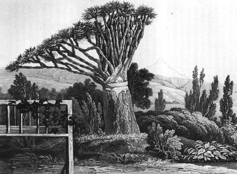 The Regency Blog of Lesley-Anne McLeod: A Remarkable Regency Woman ...