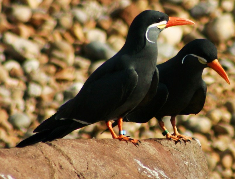 Birds of the World: Inca tern