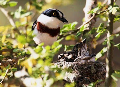 Birds of the World: Black-headed batis