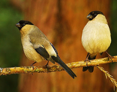Birds of the World: Azores bullfinch
