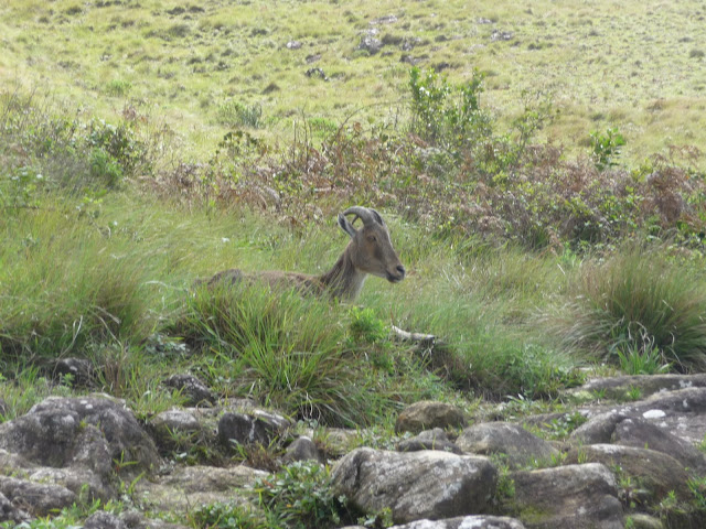 Snaps from life!: Mountain Goats at Munnar