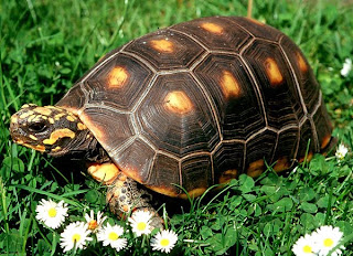 SERES VIVOS E NATUREZA: JABUTI