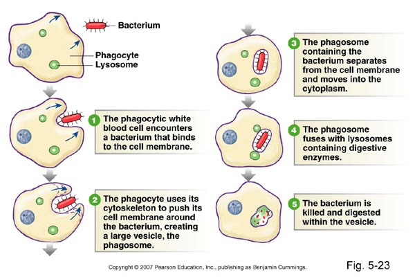 Biologi SPM: Proses yang berlaku di dalam organisma unisel
