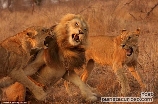 Los Ingredientes de La Vida: "Leonas atacan a León macho"