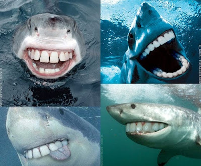 By: Beckett: GENIUS: Best pictures of animals mixed with sharks