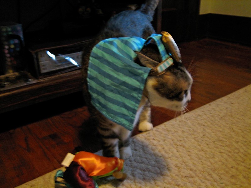 It's all about the cats!: King Tut costume