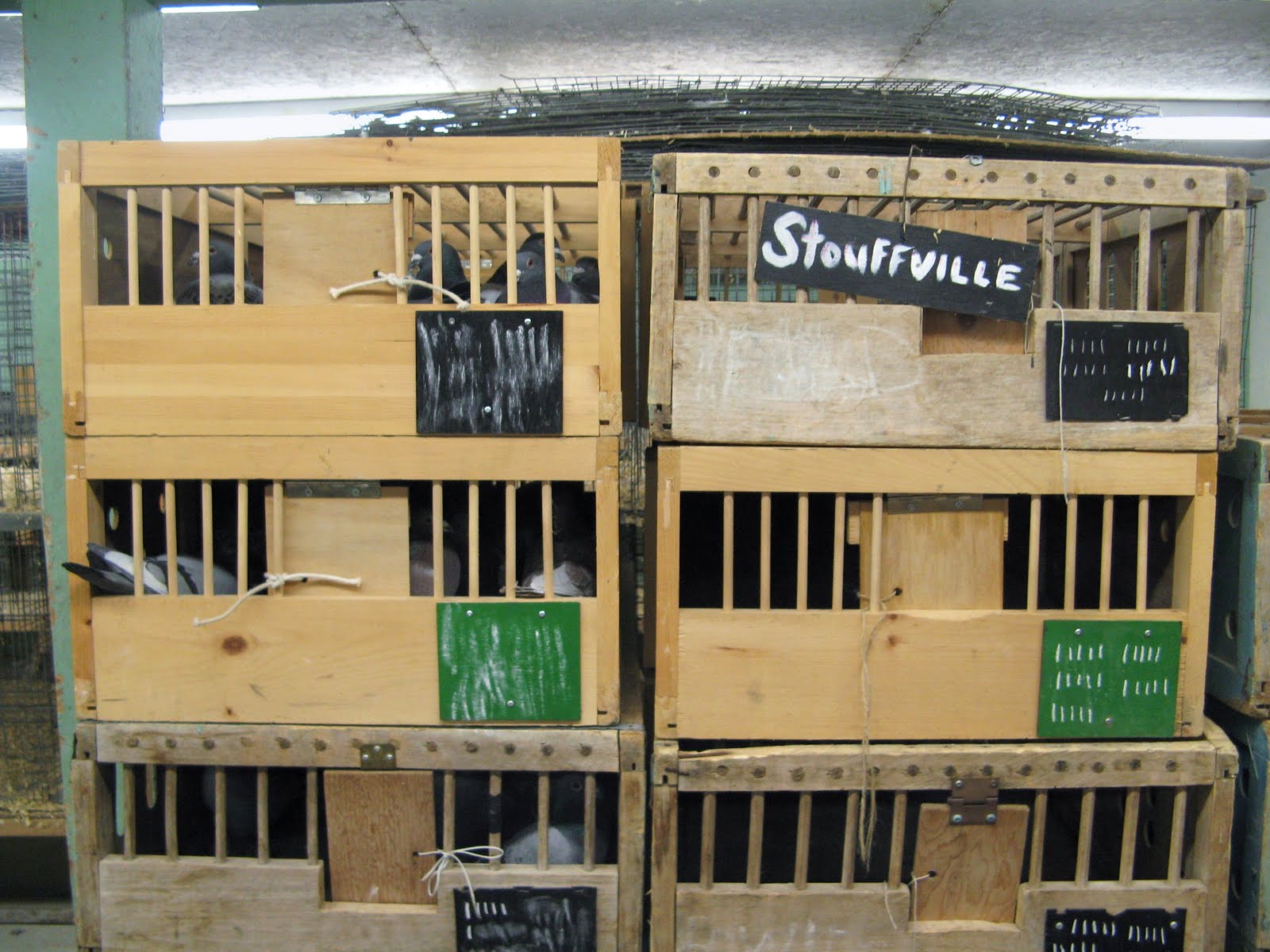 My Beginnings with Racing Pigeons: Virtual Loft: Old Bird Shipping Night