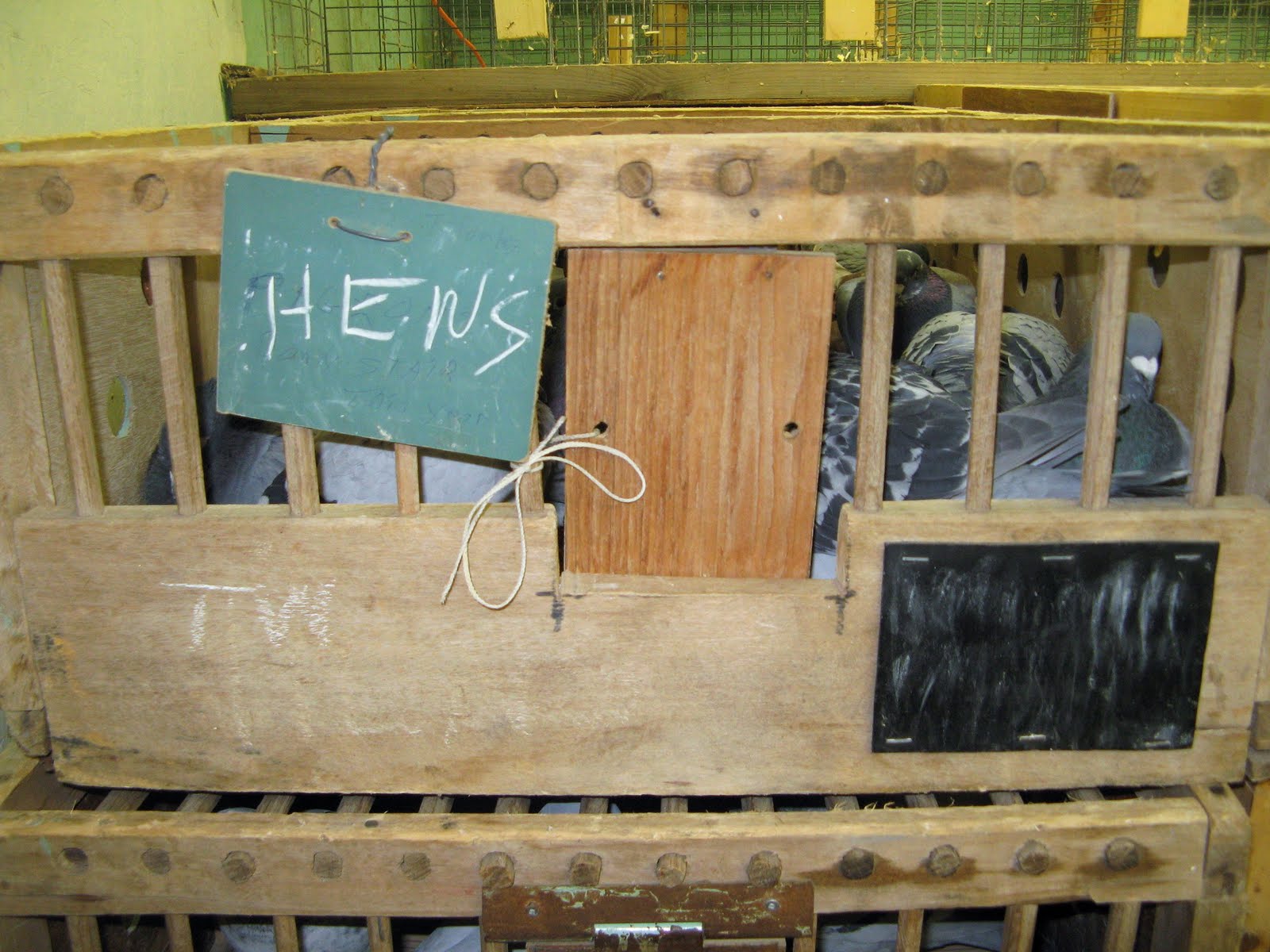 My Beginnings with Racing Pigeons: Virtual Loft: Old Bird Shipping Night