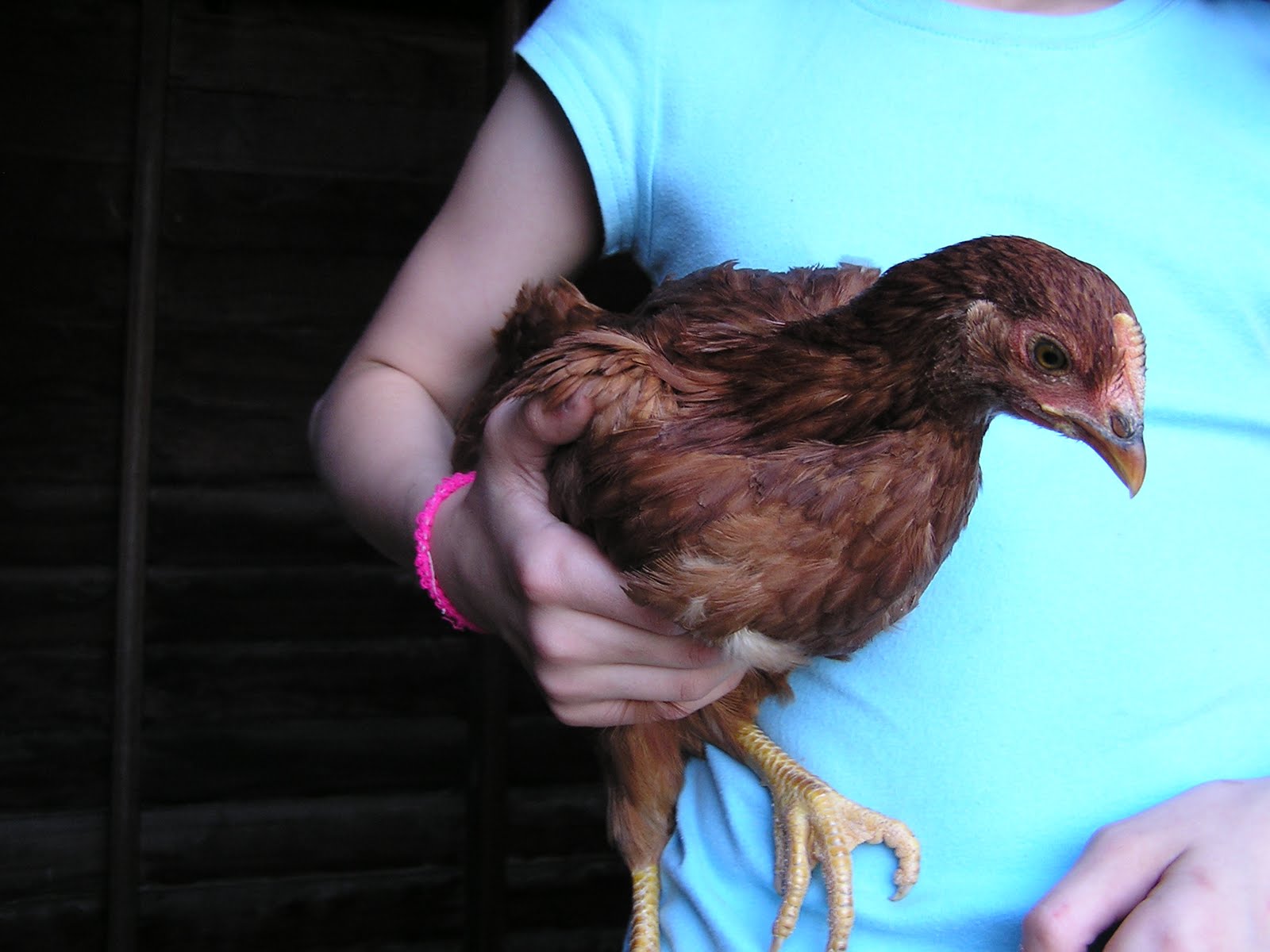 Abi's blog: The chickens are now over 9 weeks old!