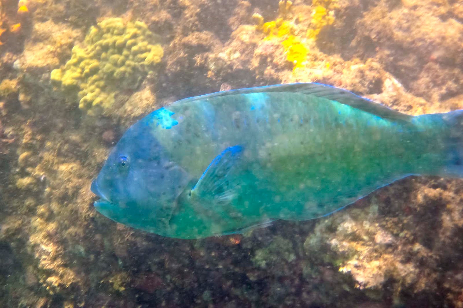 log of the anhinga: July 20-23, 2010... Exploring Bequia
