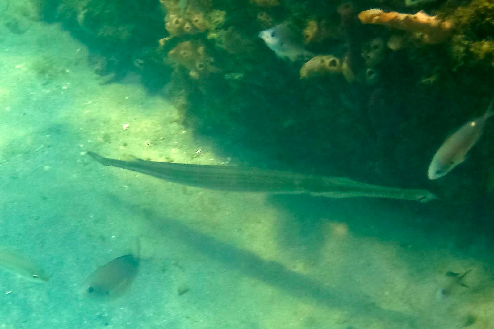 log of the anhinga: July 20-23, 2010... Exploring Bequia