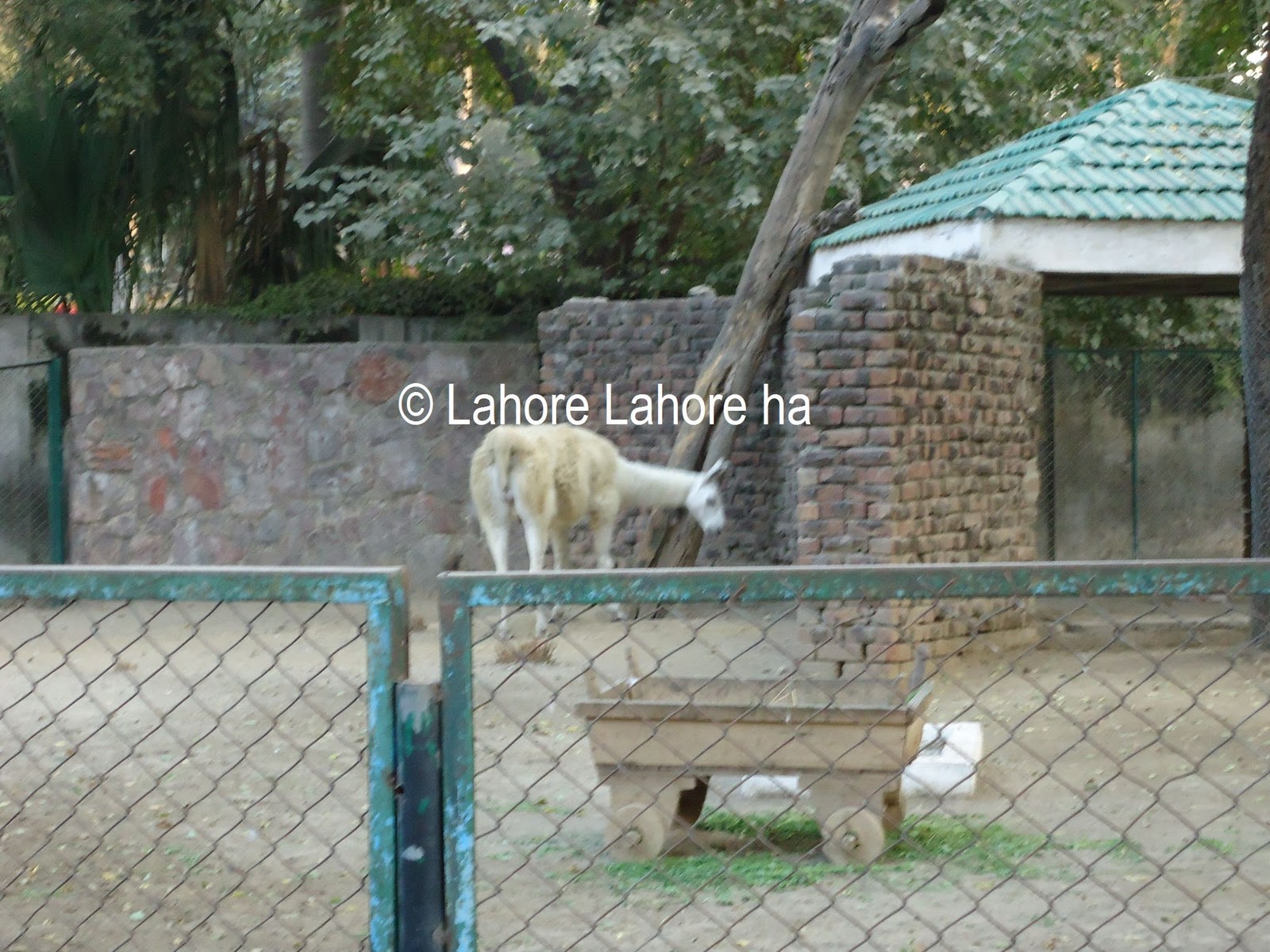 Lahore Lahore Ha: Lahore Zoo