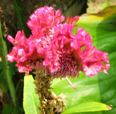 Song of the waves - Parayil A. Tharakan Blog: Photos: Flowers from ...