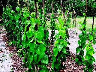 Song of the waves - Parayil A. Tharakan Blog: Pan leaves