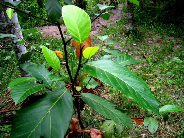 Song of the waves - Parayil A. Tharakan Blog: Anjili, a tree of many uses