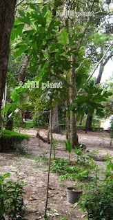 Song of the waves - Parayil A. Tharakan Blog: Anjili, a tree of many uses