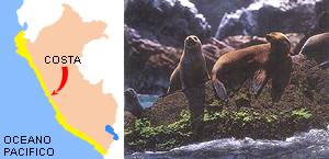 Las ocho regiones naturales del Peru: Costa o Chala