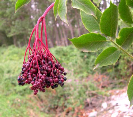 Las ocho regiones naturales del Peru: REGION SUNI