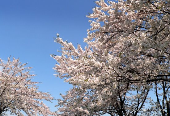 Japanese Ties: Is This The Best Place for Cherry Blossoms in Hokkaido?