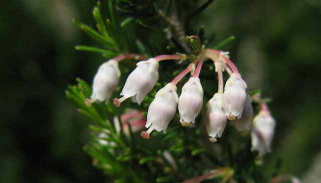 Flores y Palabras: Brezo blanco