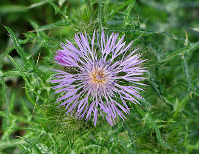 Flores y Palabras: Cardo blanco