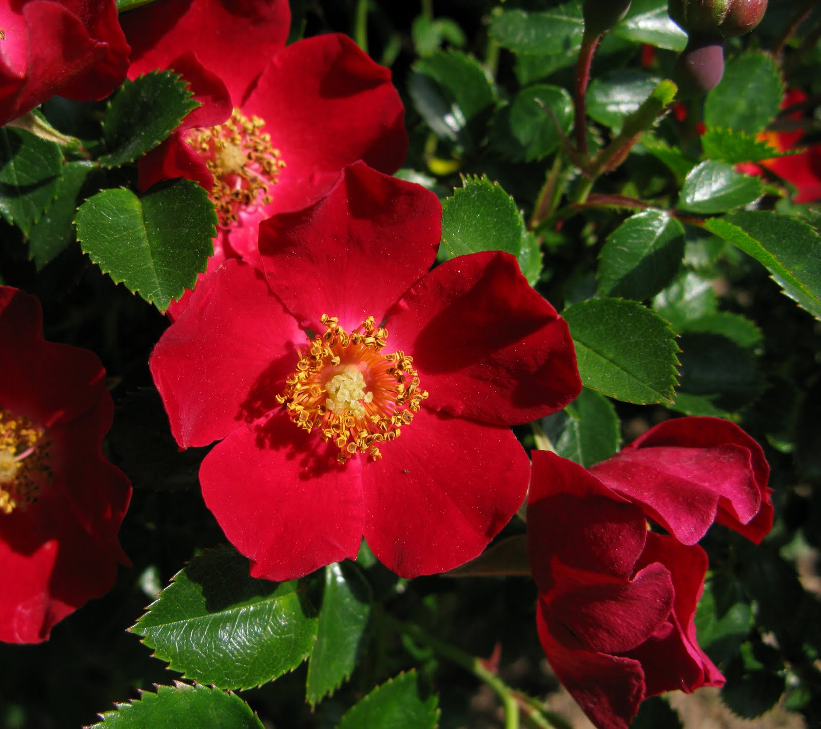 Flores y Palabras: Rosa Bassino