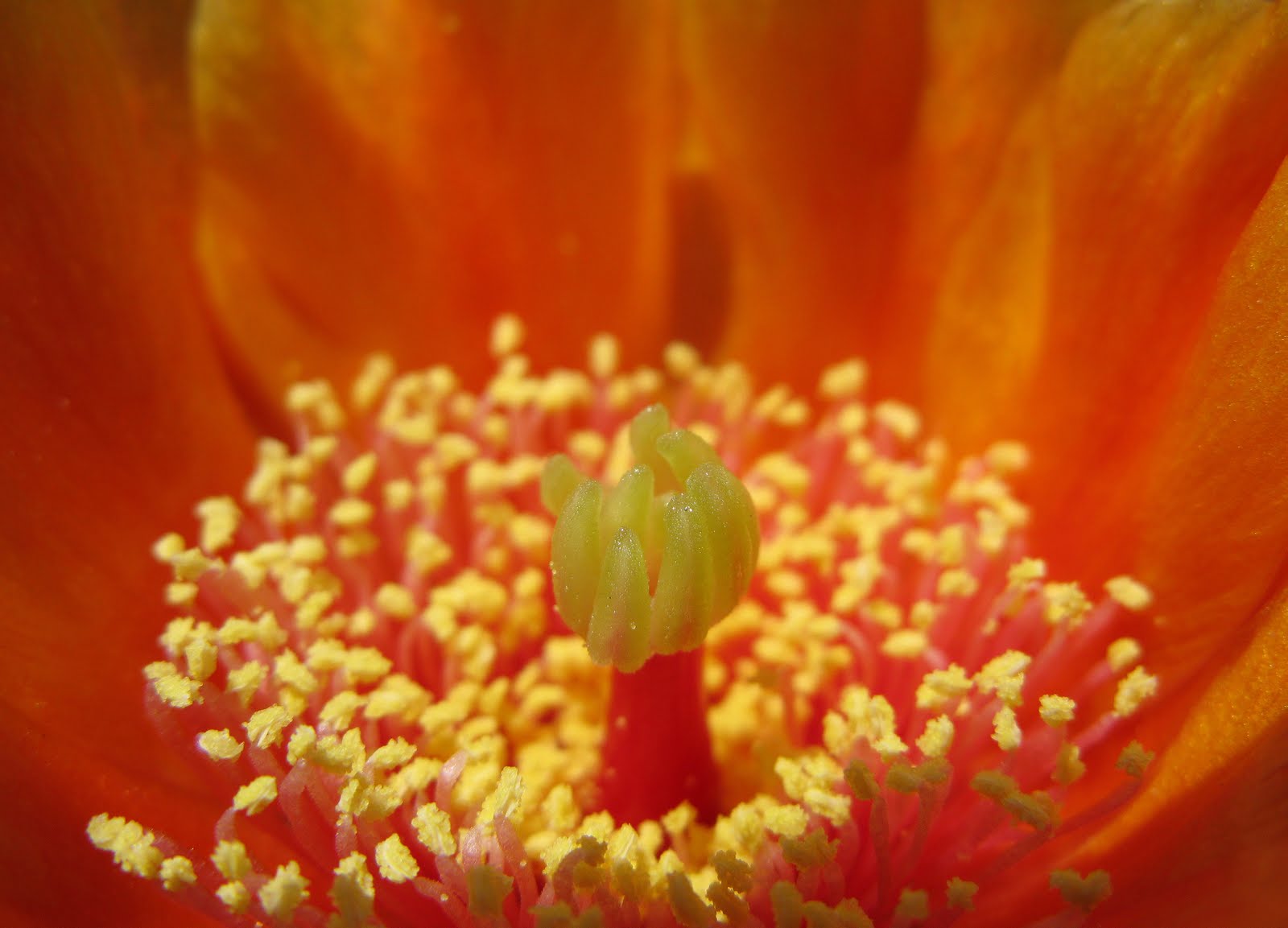 Flores y Palabras: Más flores de chumbera