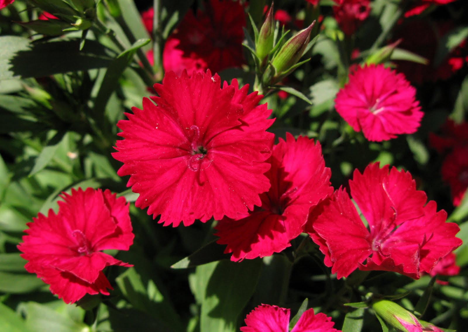 Flores y Palabras: Clavelinas