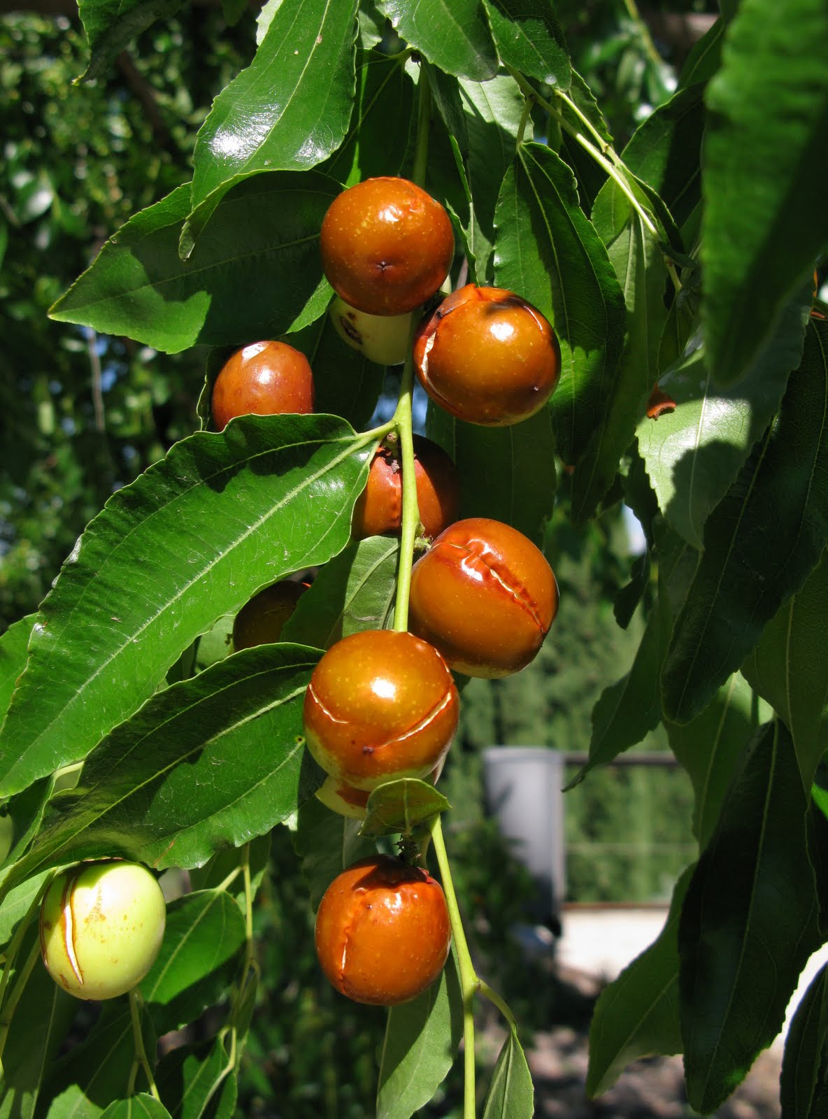 Flores y Palabras: Azufaifo