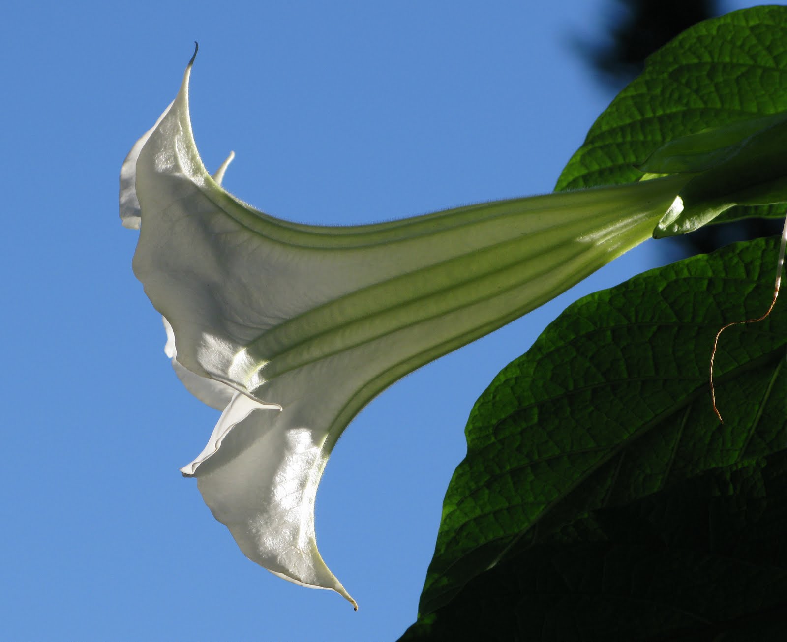 Flores y Palabras: Floripondio