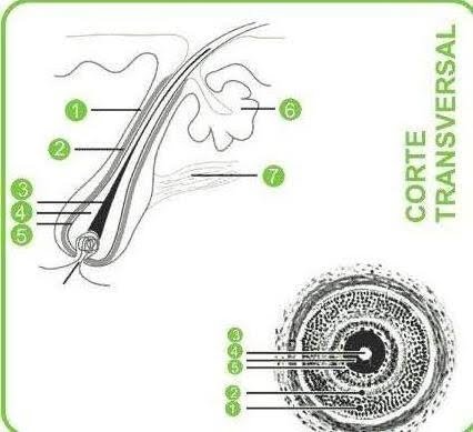 Divisiones del Cabello