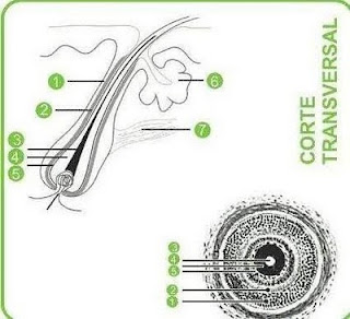 Divisiones del Cabello