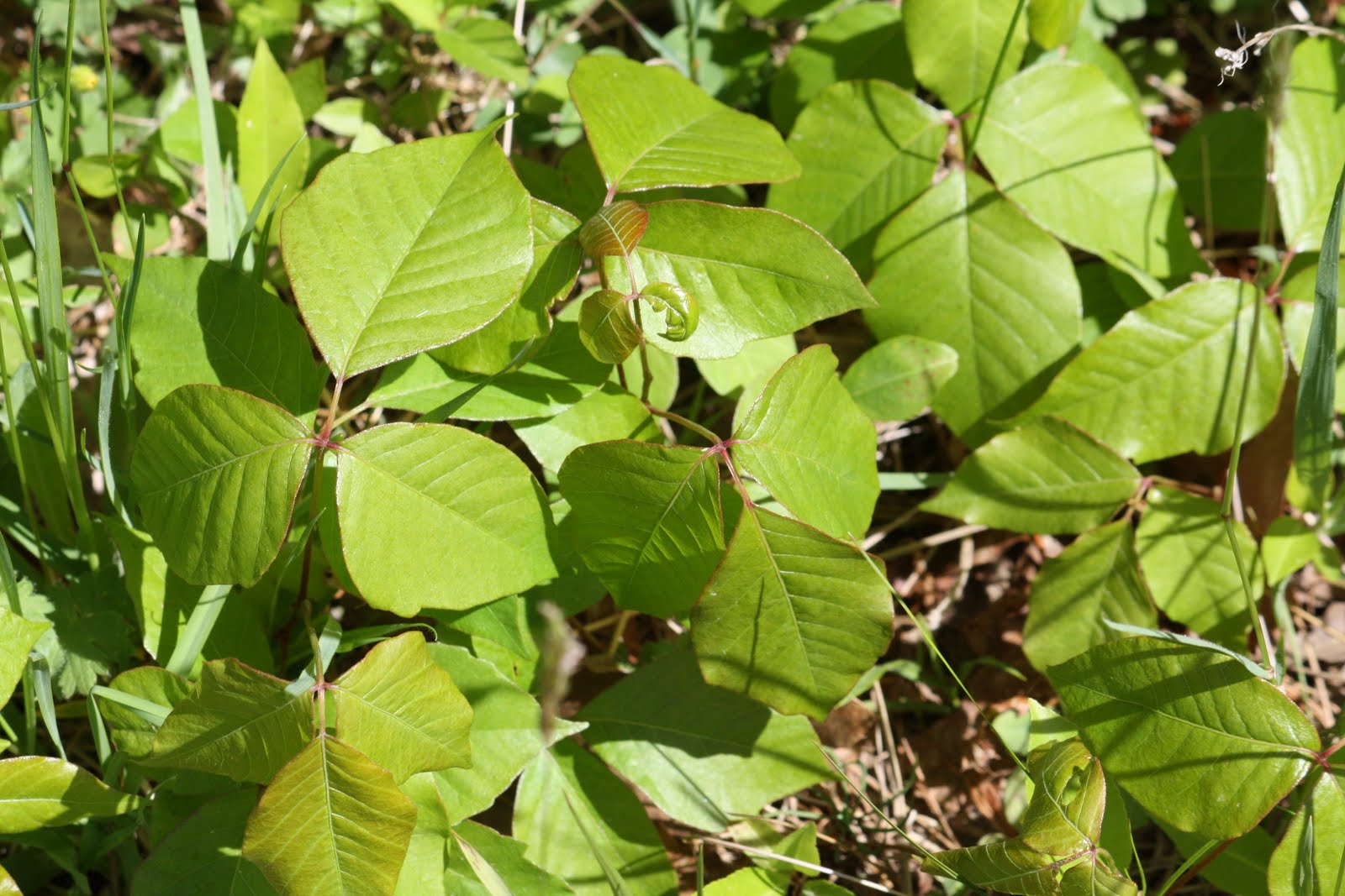 Polliwog on Safari: Poison Ivy Identification