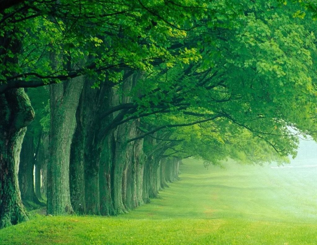 Nature Trees Line - Nature Photography Wallpaper