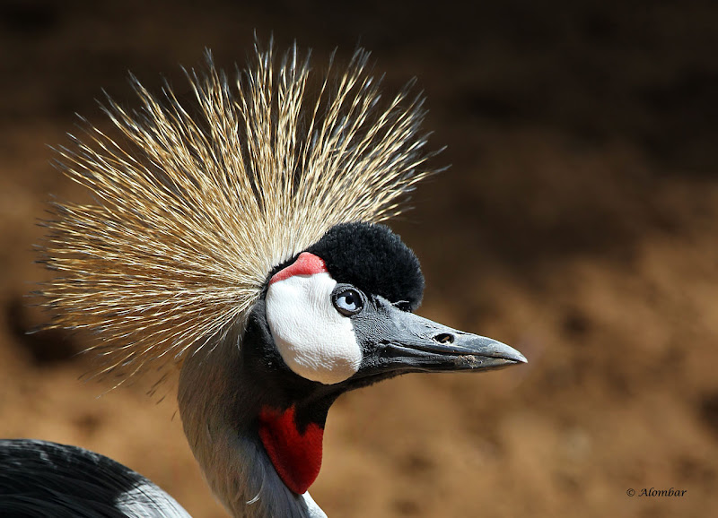 Balearica Regulorum.