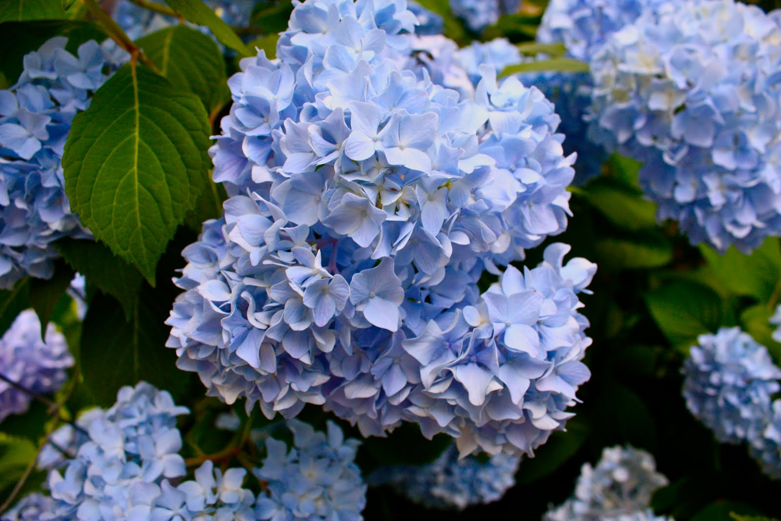 hydrangea in florida - Hydrangea
