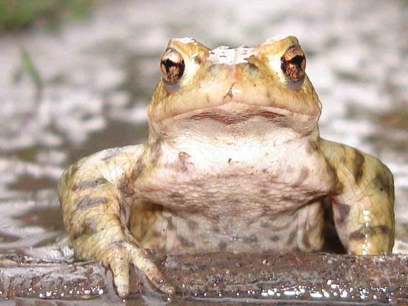 MERSEA WILDLIFE: OLD TOAD FACE