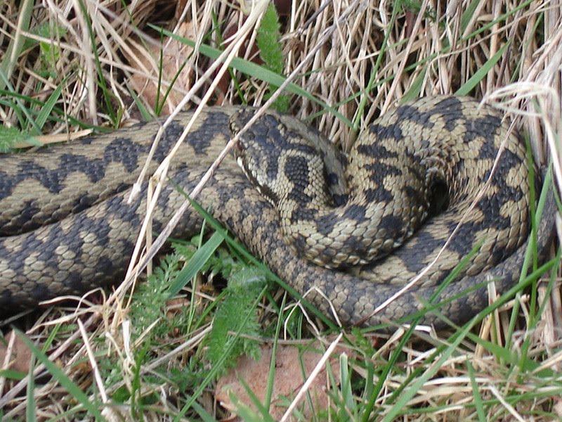 MERSEA WILDLIFE: SNAKE-WALK
