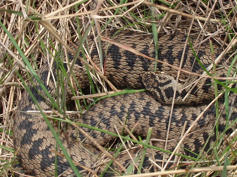 MERSEA WILDLIFE: SNAKE-WALK