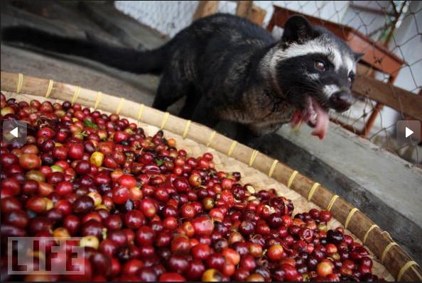 alkurawi: CARA KOPI MUSANG DIHASILKAN