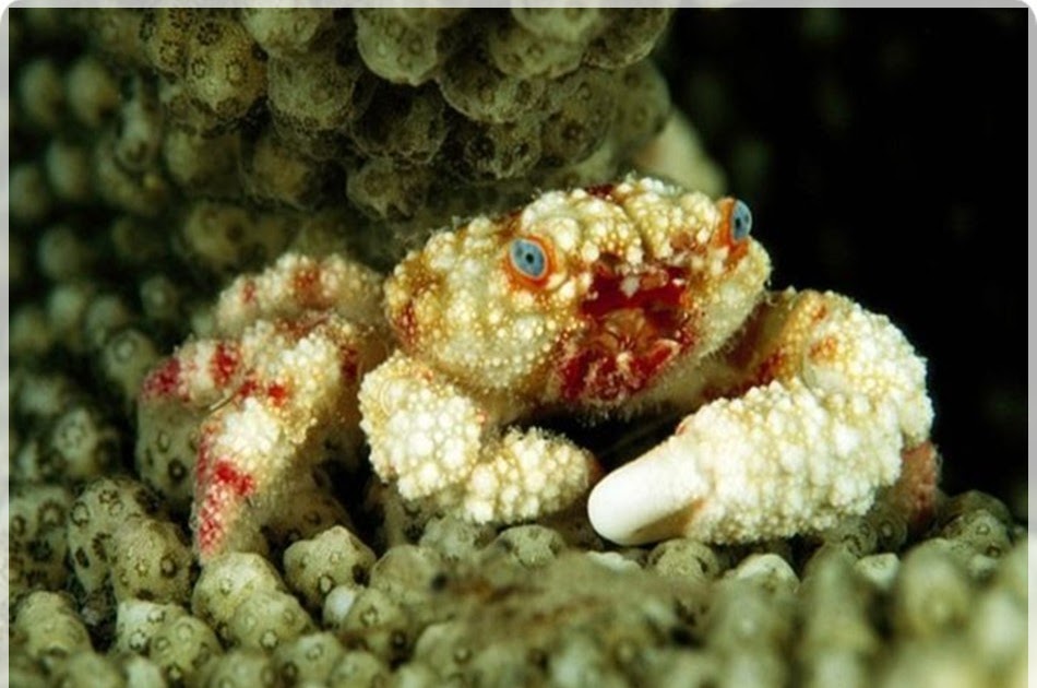 Big Pictures: Sea animals