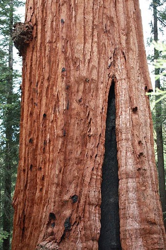 Our Cabin at Sequoia Crest...: The Famous Stagg Tree
