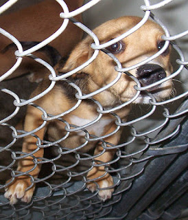 Springfield Photos: APL Animal Protective League / Butterflies