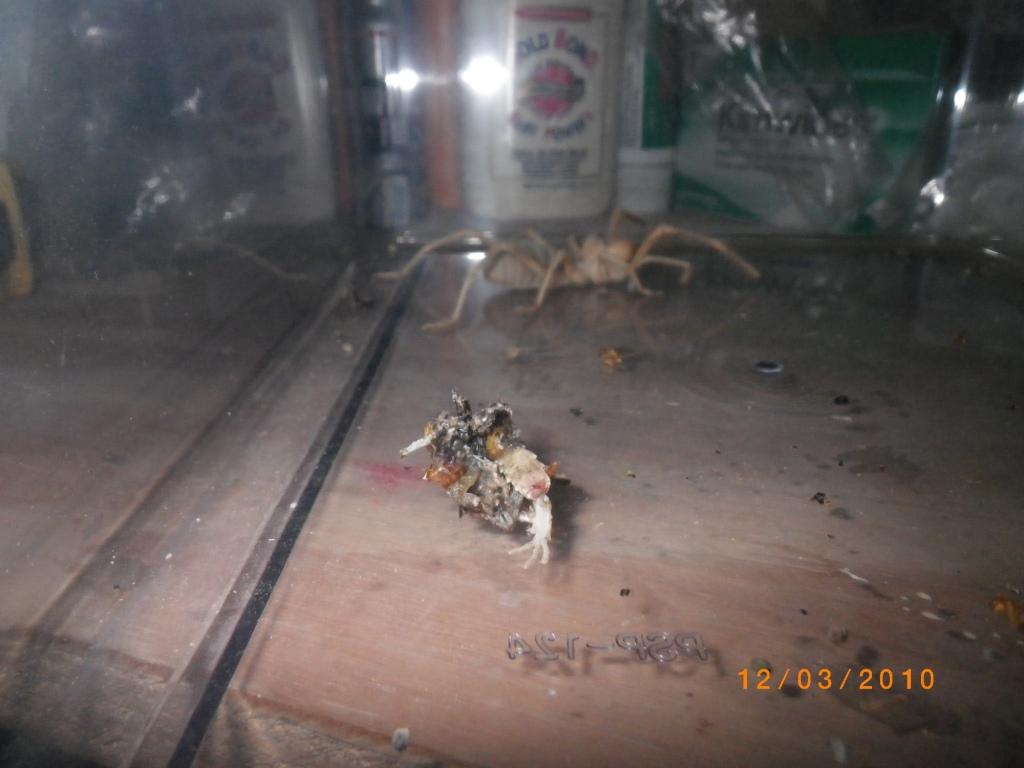 Chris in Iraq: 121910 Camel Spider