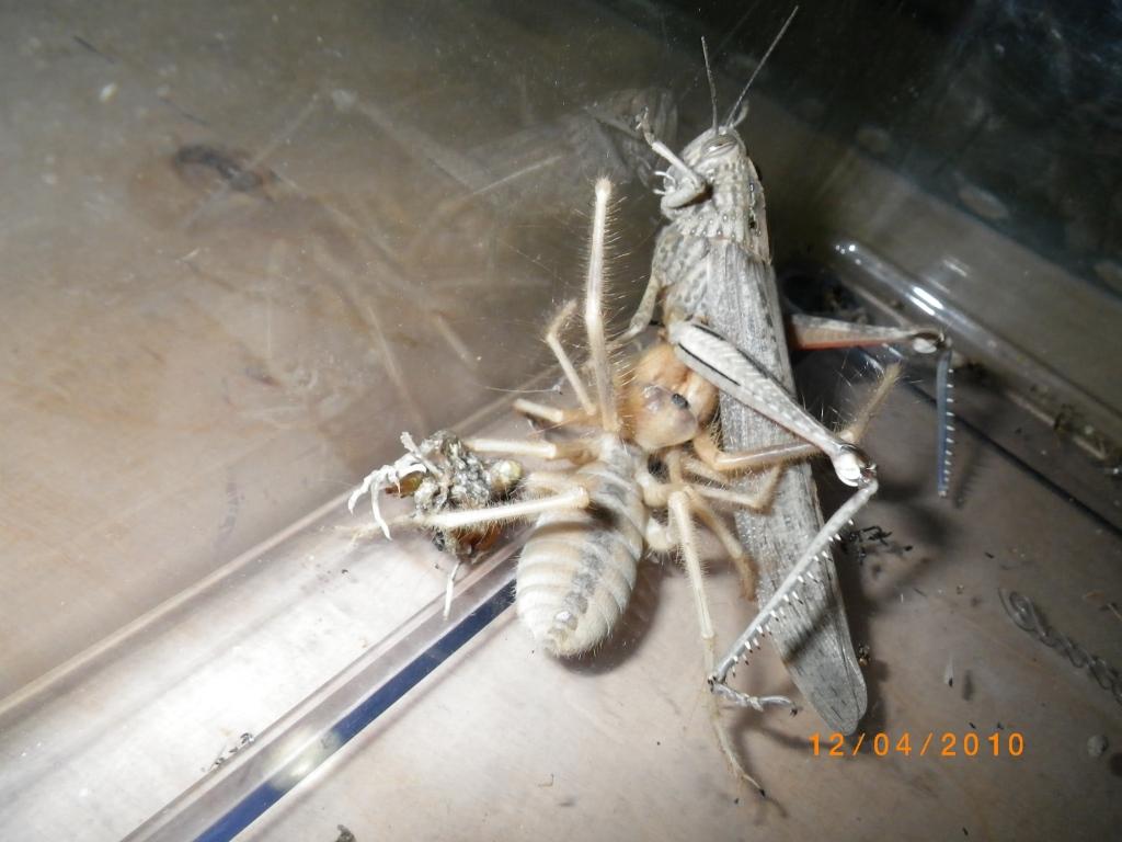 Chris in Iraq: 121910 Camel Spider