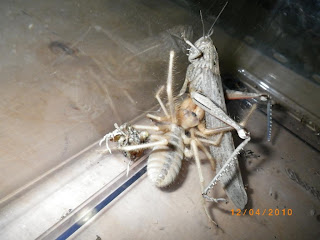 Chris in Iraq: 121910 Camel Spider