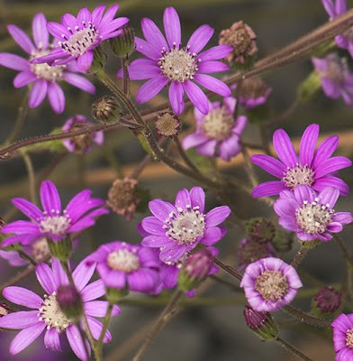 utan stängsel - Peter Gaunitz Landskapsdesign: Korsört som tål torka ...
