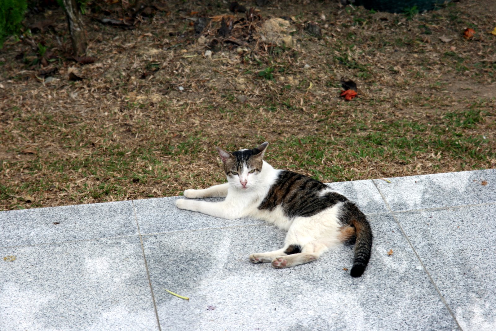 Neighborhood Cats Photos: Neighborhood Cat at a Temple